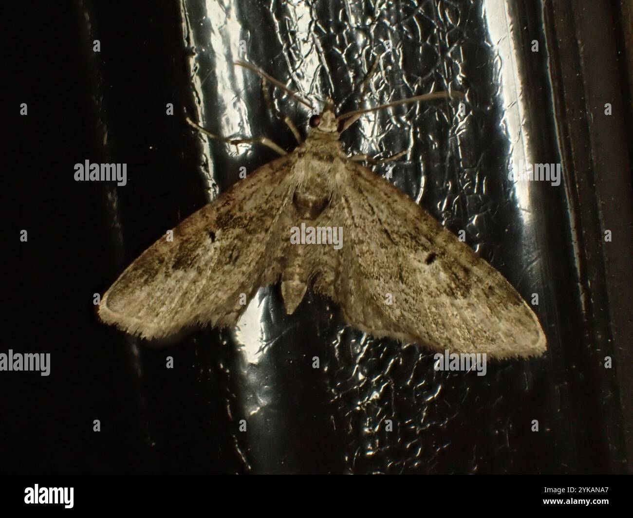 Eupithecia pusillata hi-res stock photography and images - Alamy