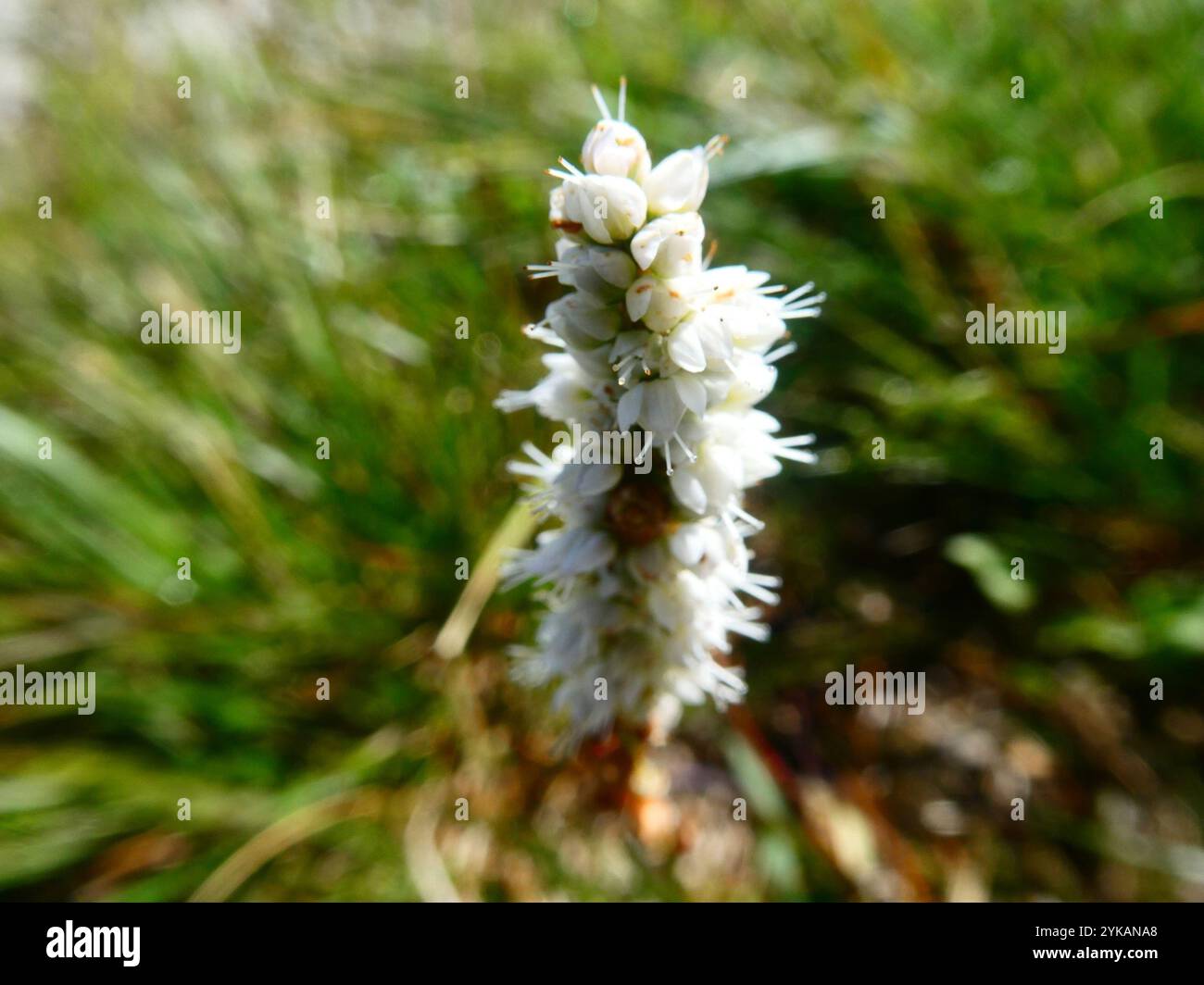 alpine bistort (Bistorta vivipara Stock Photo - Alamy