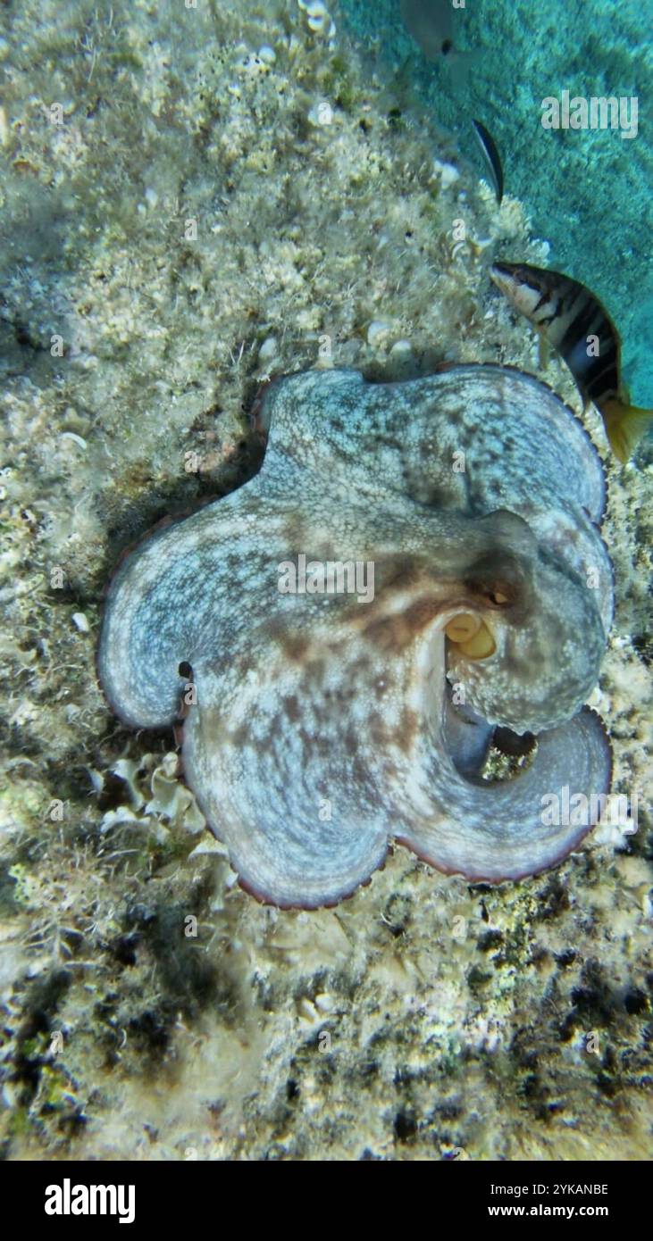 Common Octopus (Octopus vulgaris Stock Photo - Alamy