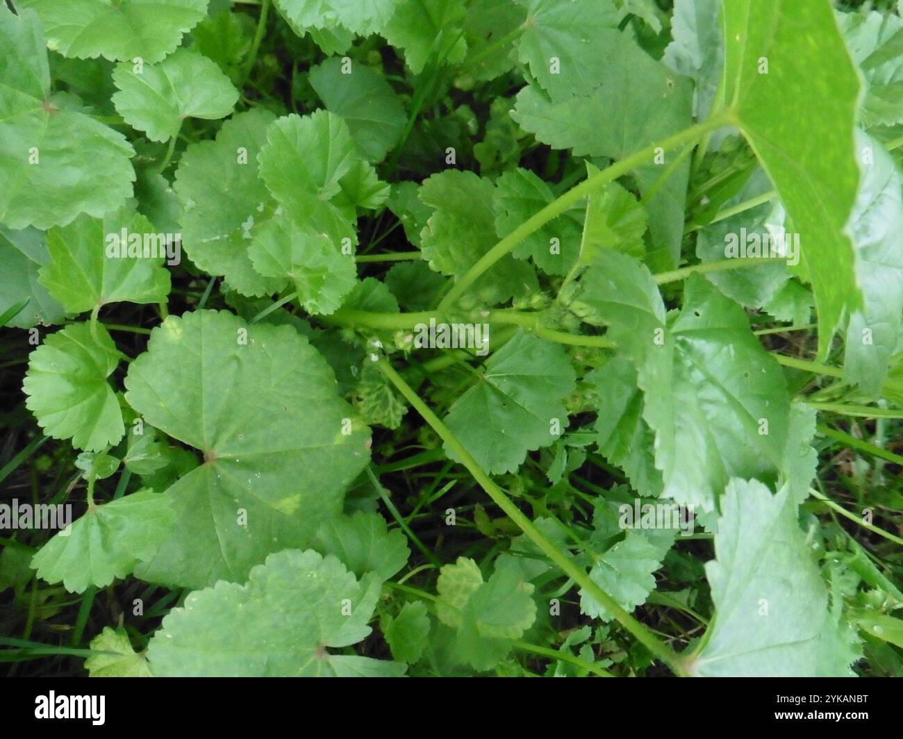 Small Mallow (Malva pusilla Stock Photo - Alamy