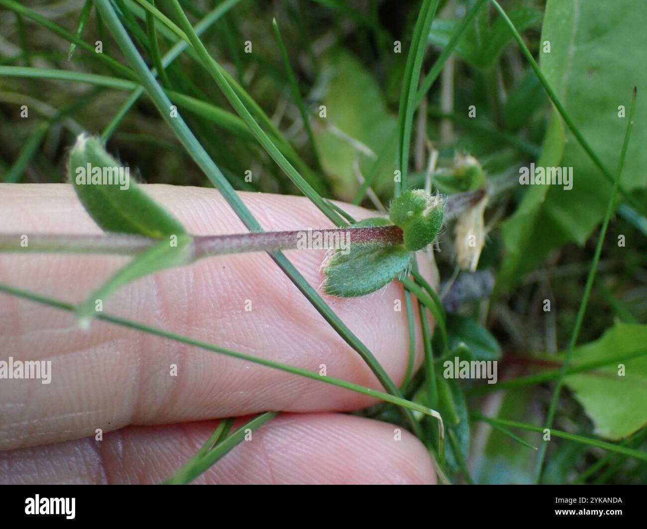 Common mouse-ear chickweed (Cerastium fontanum Stock Photo - Alamy