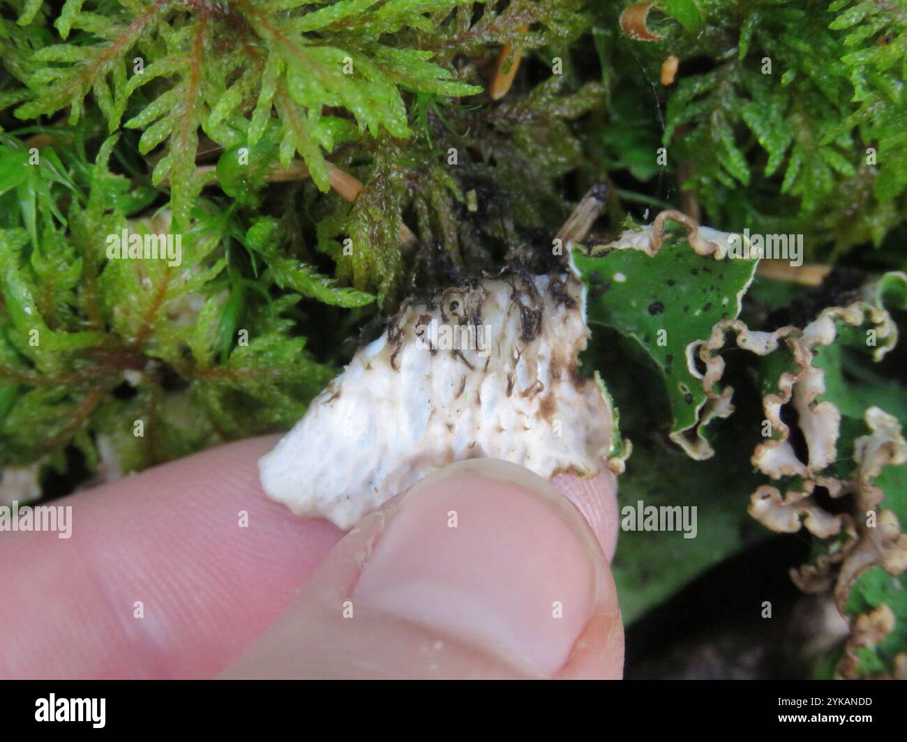freckled pelt lichen (Peltigera aphthosa Stock Photo - Alamy
