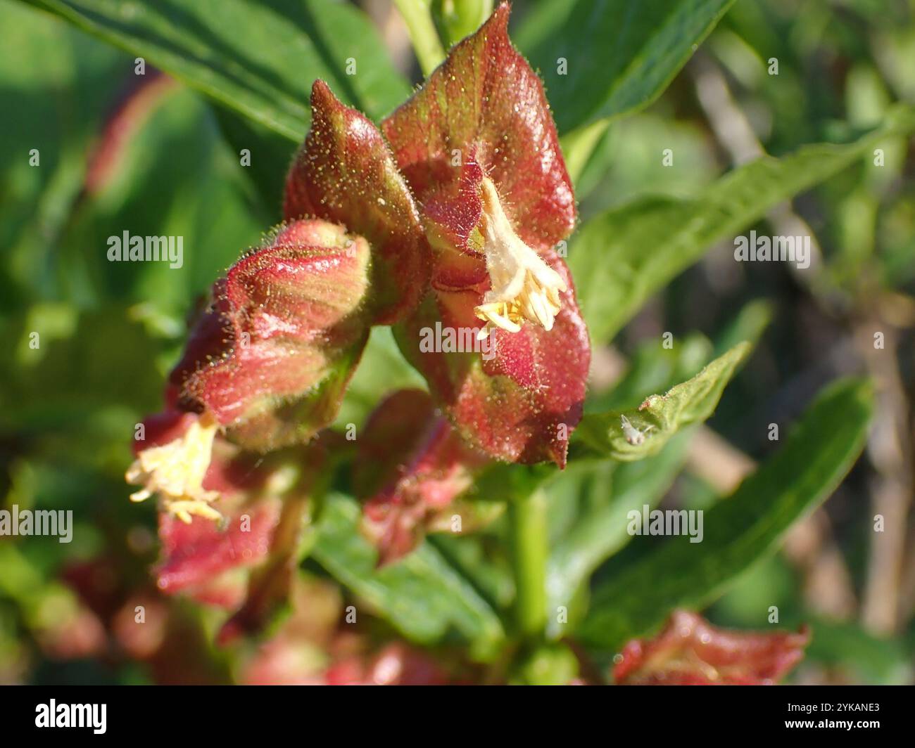 twinberry honeysuckle (Lonicera involucrata Stock Photo - Alamy