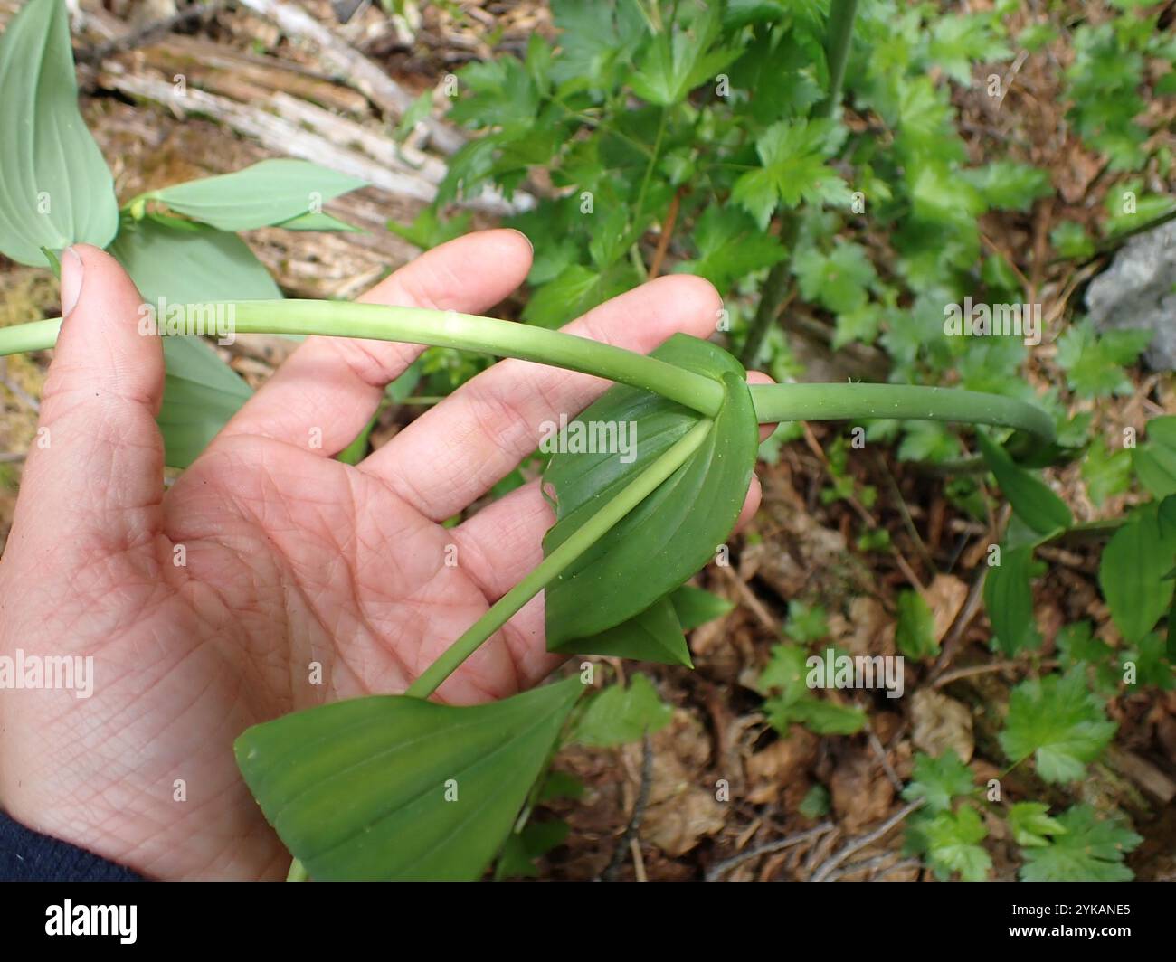 white twisted-stalk (Streptopus amplexifolius Stock Photo - Alamy