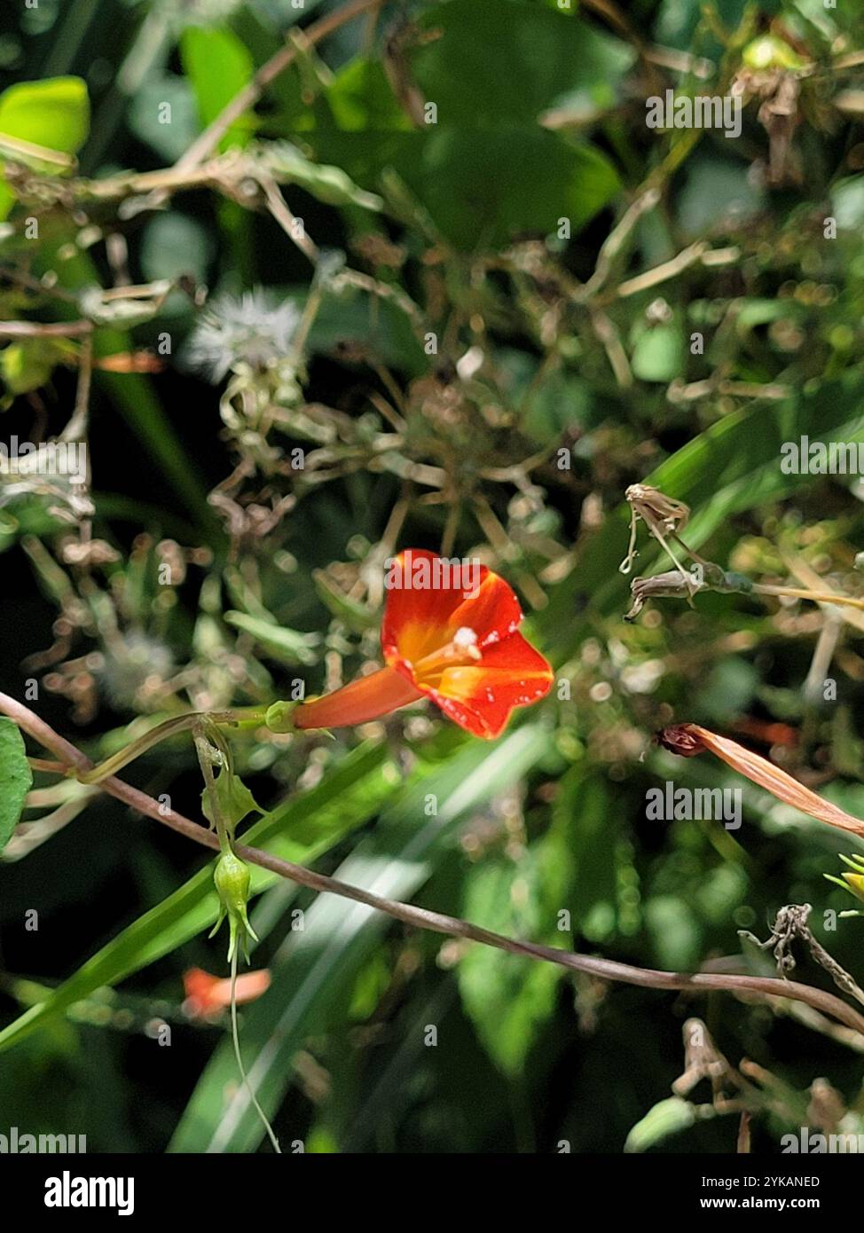 red morning glory (Ipomoea coccinea Stock Photo - Alamy