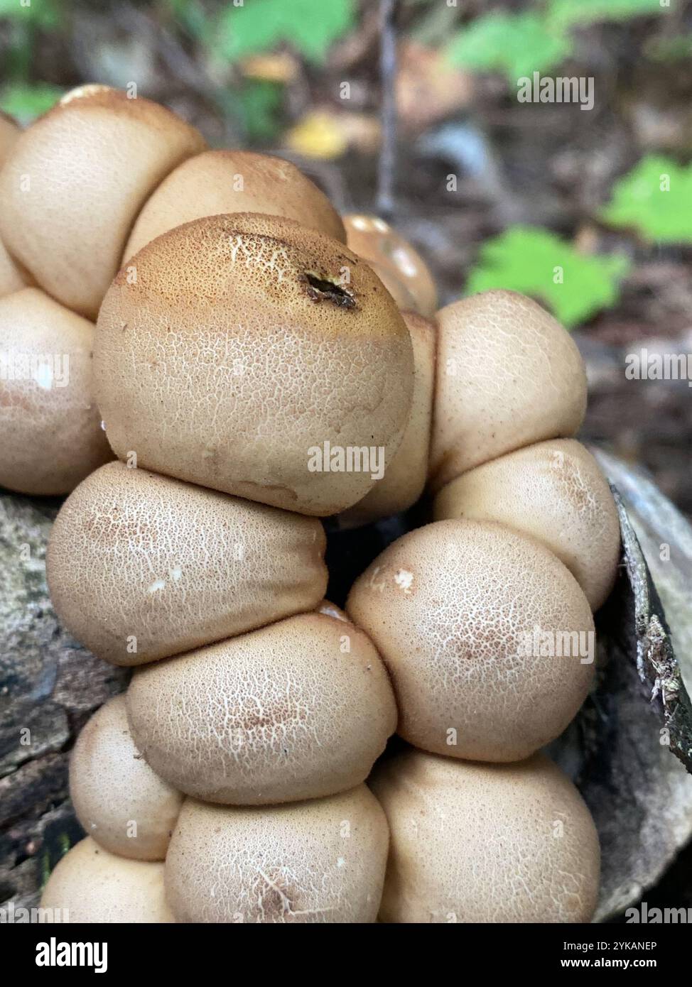 Pear-shaped Puffball (Apioperdon pyriforme Stock Photo - Alamy