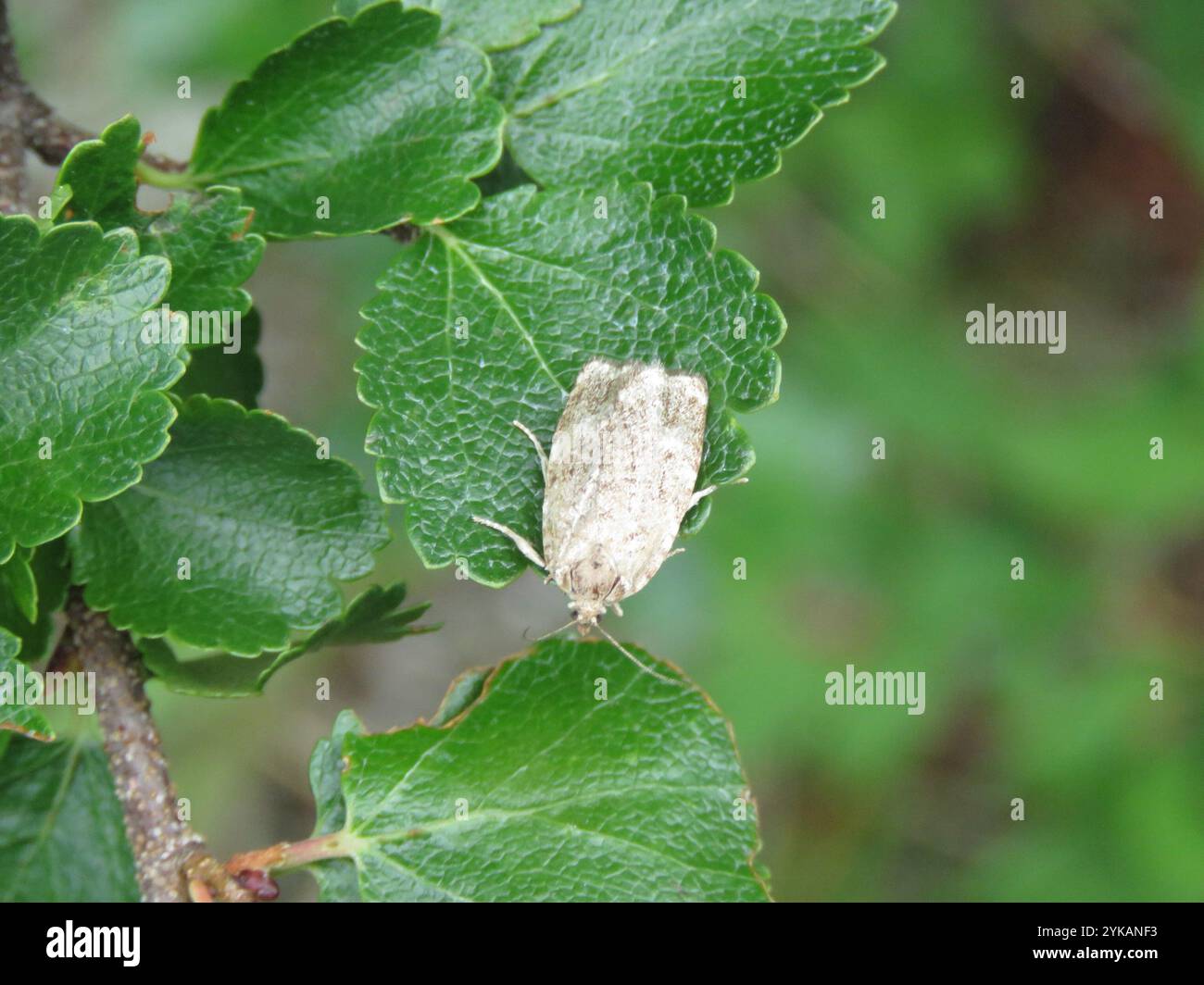 Tortricid Leafroller Moths (Tortricidae Stock Photo - Alamy