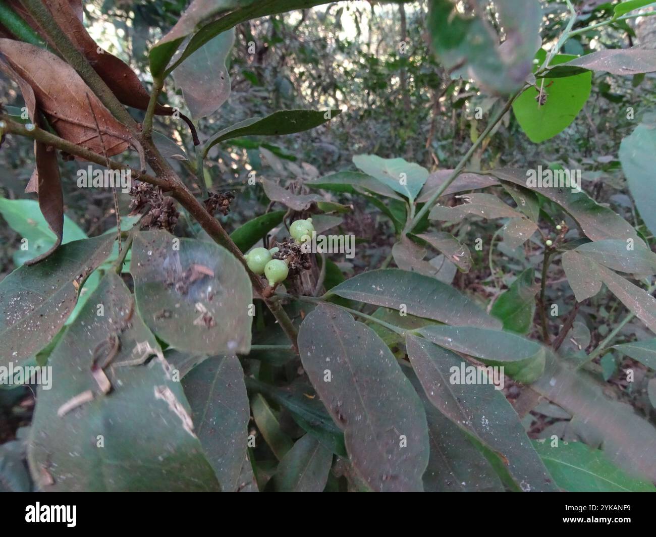 orangeberry (Glycosmis pentaphylla Stock Photo - Alamy