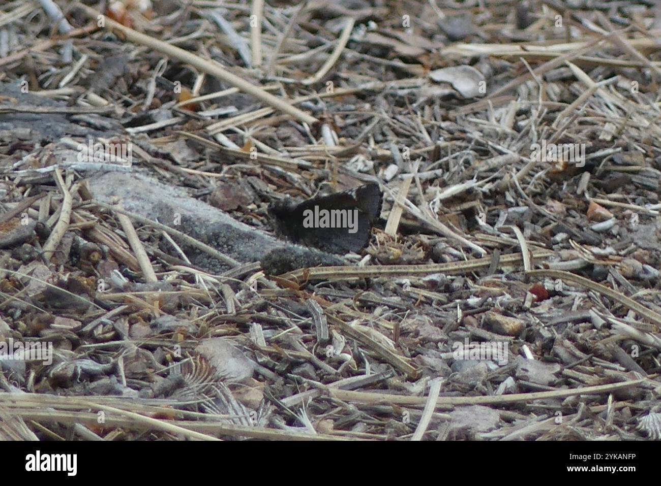Common Roadside-Skipper (Amblyscirtes vialis Stock Photo - Alamy