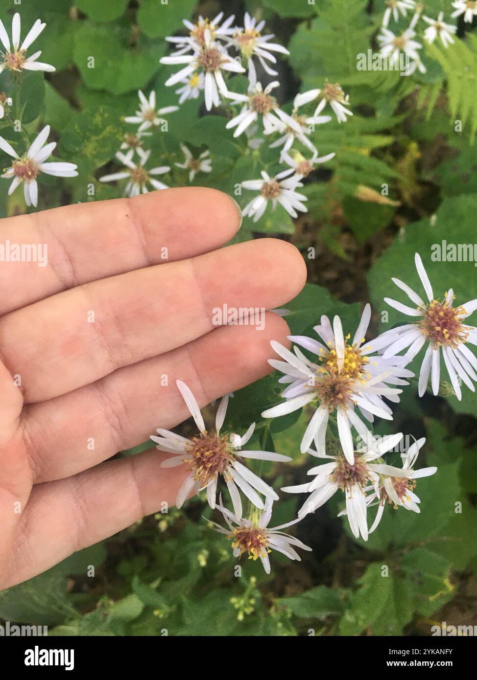 large-leaved aster (Eurybia macrophylla Stock Photo - Alamy