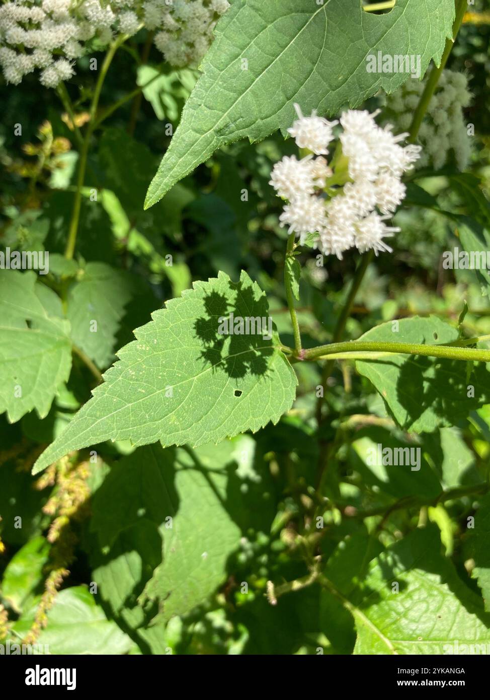 white snakeroot (Ageratina altissima Stock Photo - Alamy