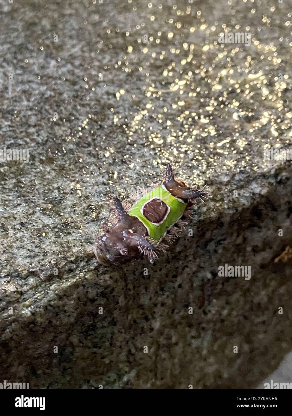 Saddleback Caterpillar Moth (Acharia stimulea Stock Photo - Alamy