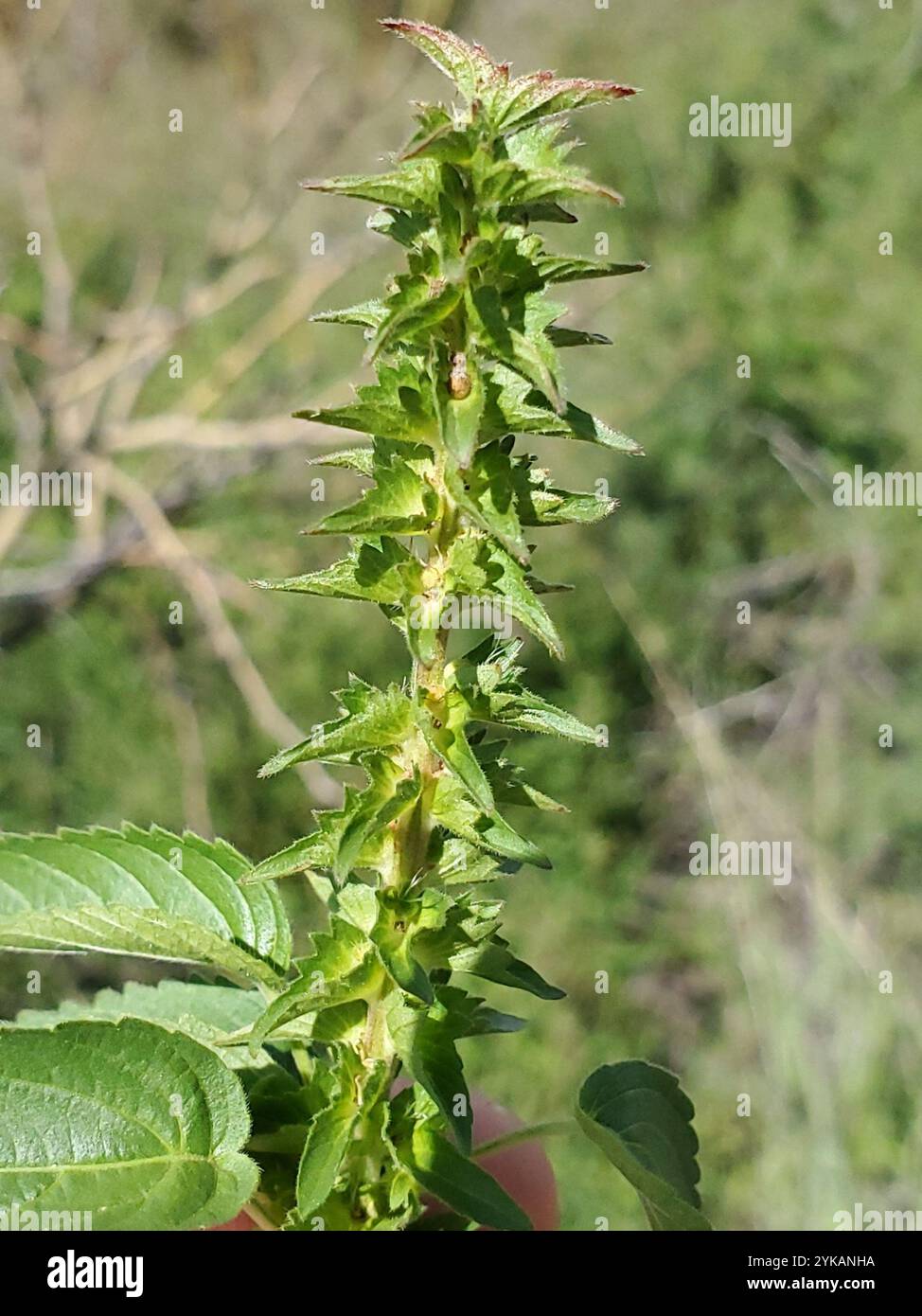 shrubby copperleaf (Acalypha phleoides Stock Photo - Alamy