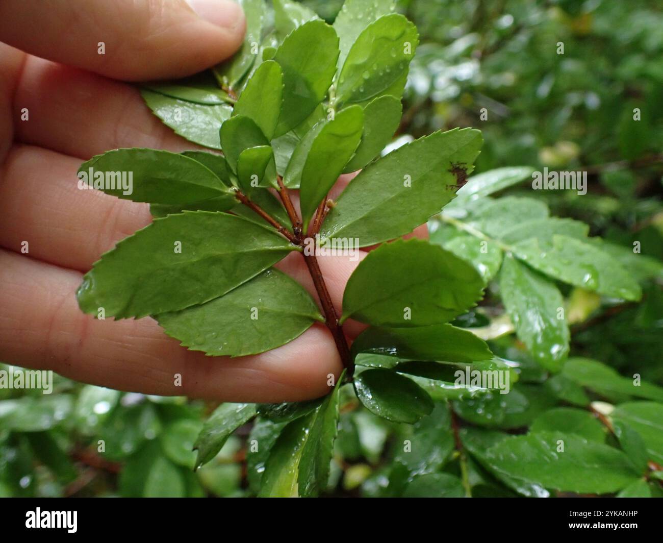 Oregon Boxwood (Paxistima myrsinites Stock Photo - Alamy