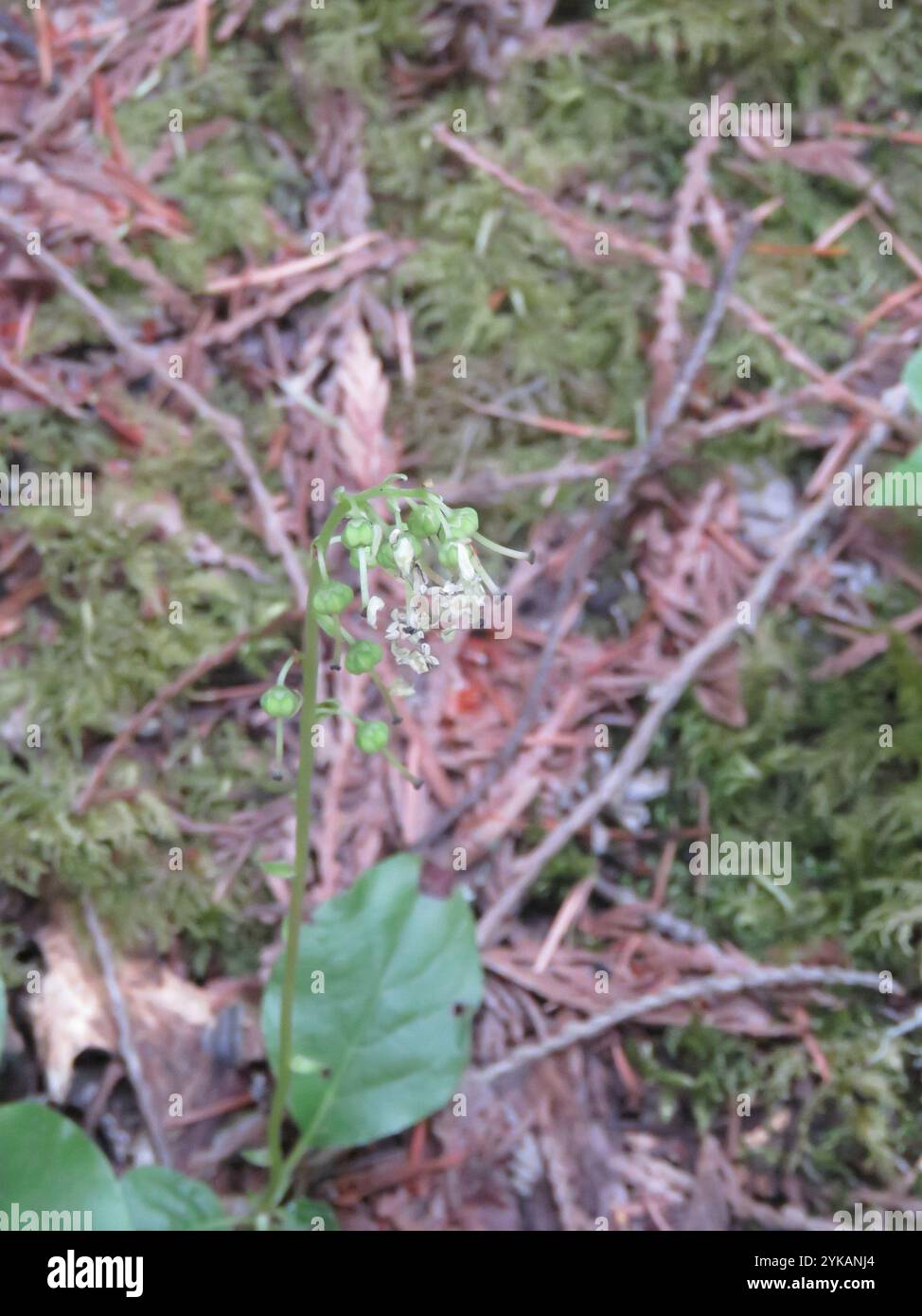 one-sided wintergreen (Orthilia secunda Stock Photo - Alamy