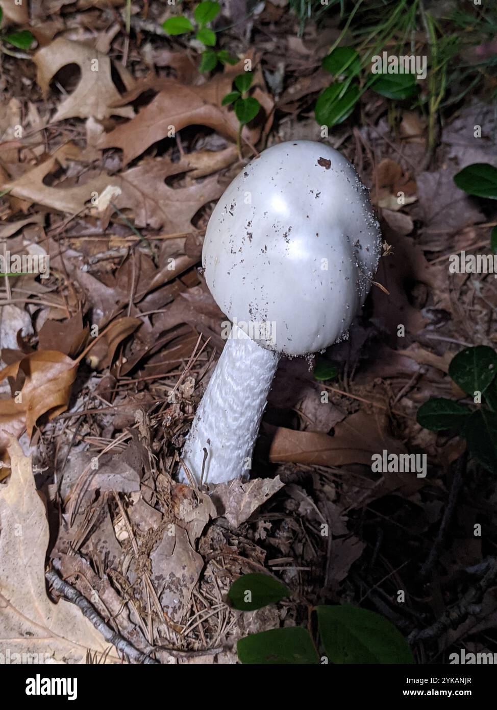 Eastern north american destroying angel hi-res stock photography and ...