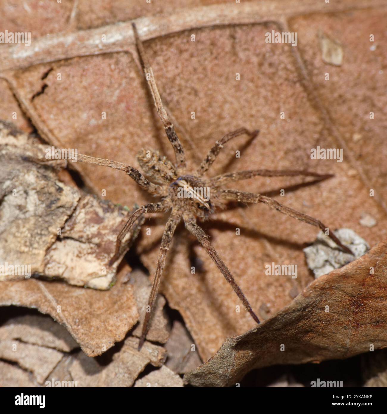 Tropical Wandering Spiders (Ctenus Stock Photo - Alamy