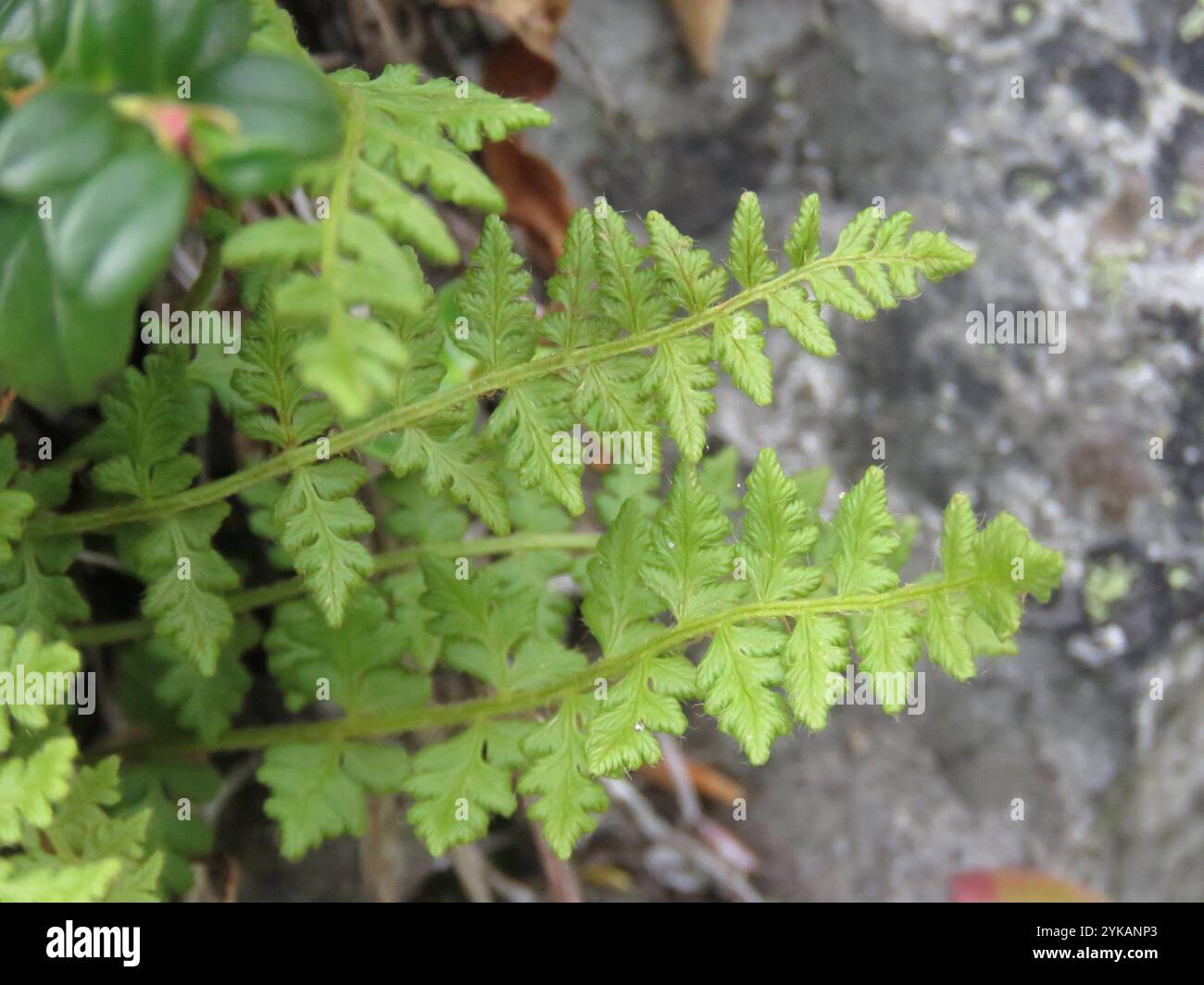 cliff ferns (Woodsia Stock Photo - Alamy