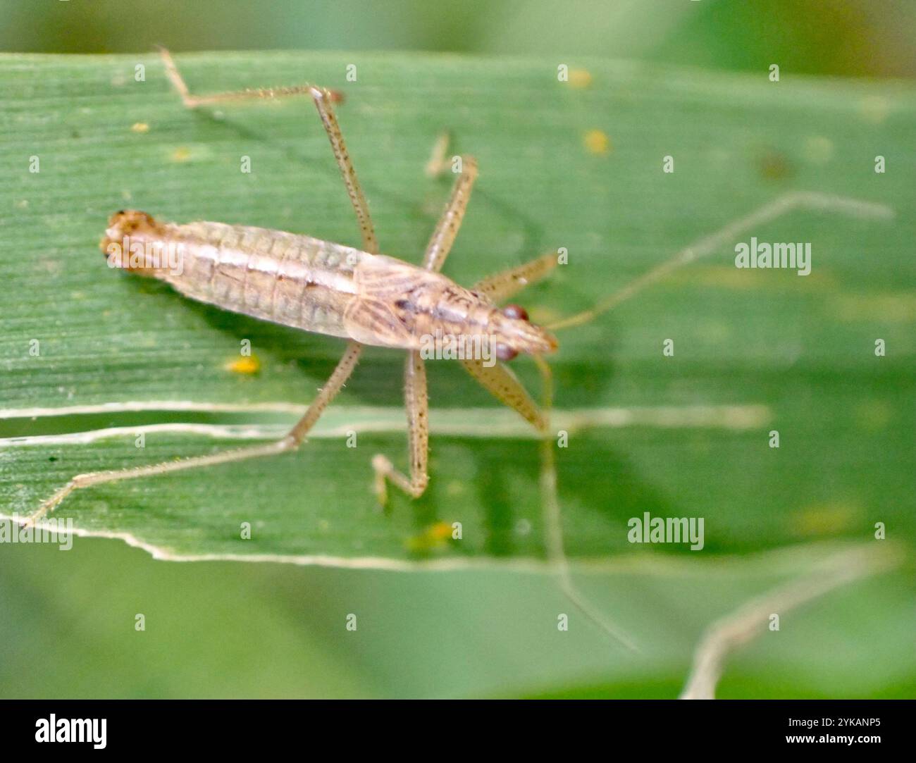 Marsh Damsel Bug (Nabis limbatus Stock Photo - Alamy