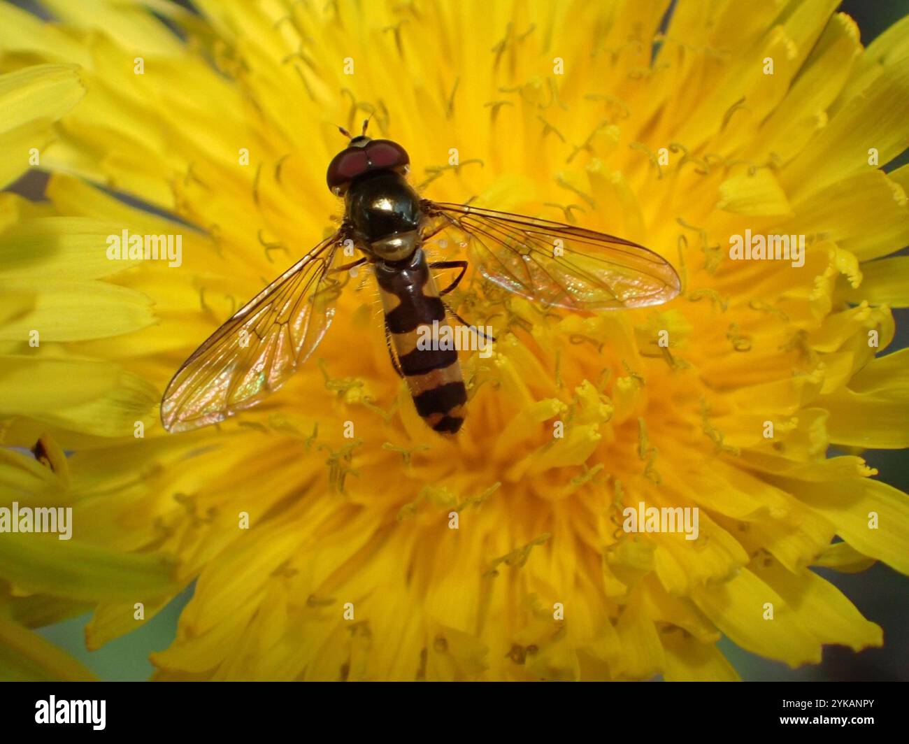 Meliscaeva cinctella hi-res stock photography and images - Alamy