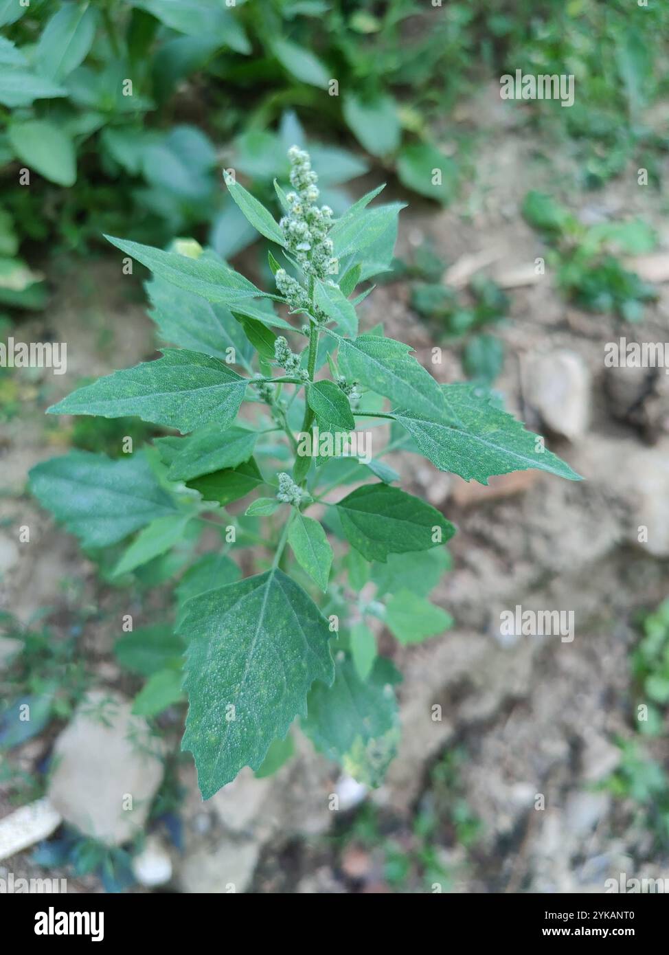 Common Lambsquarters (Chenopodium album Stock Photo - Alamy