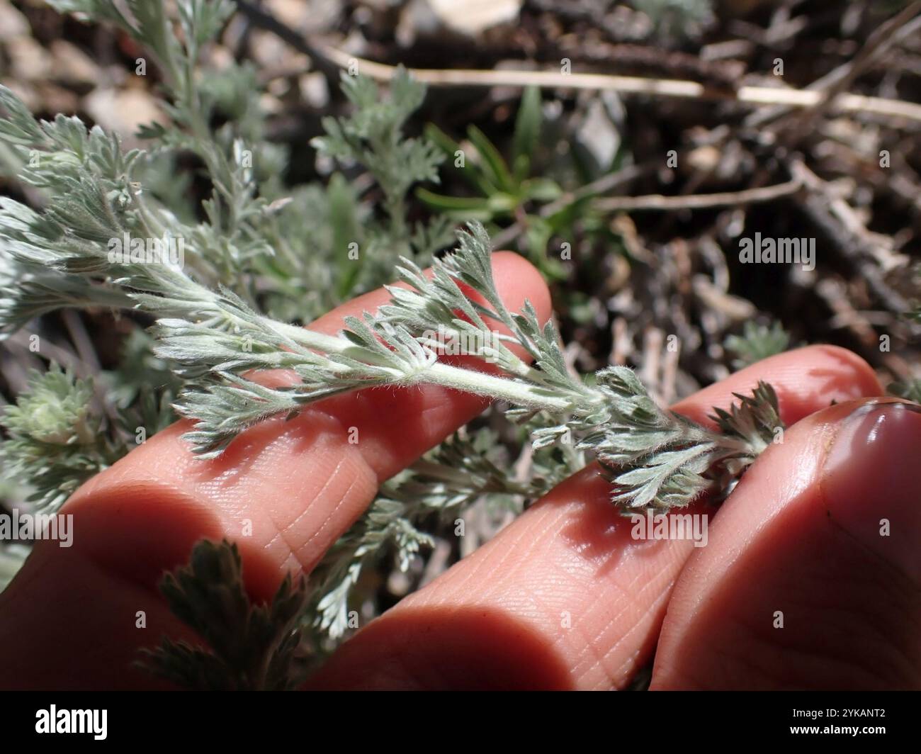 Artemisia frigida hi-res stock photography and images - Alamy