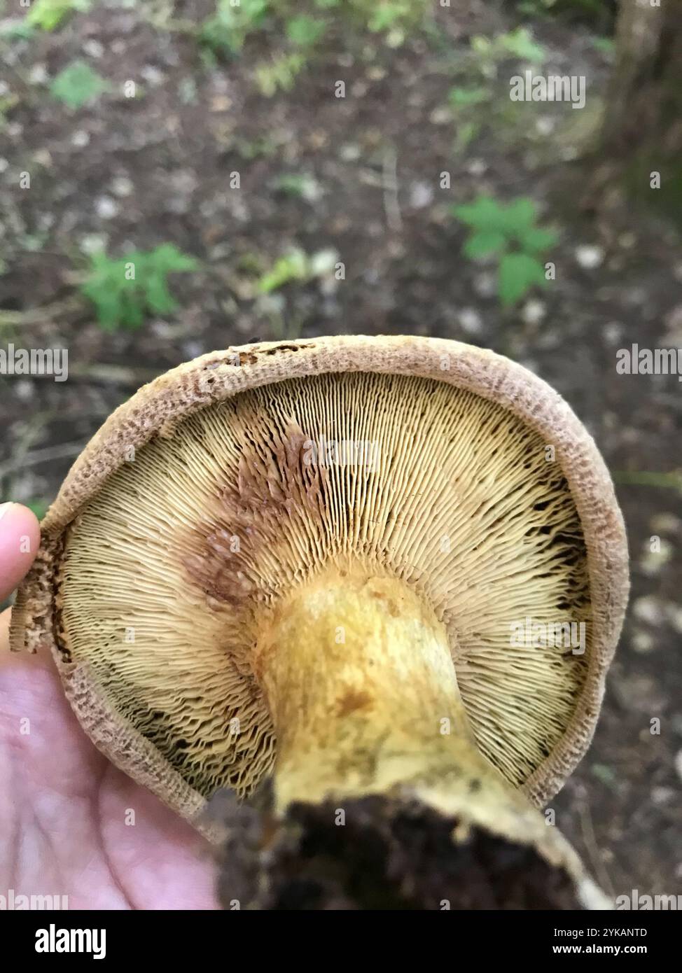 Brown Roll-Rim (Paxillus involutus Stock Photo - Alamy