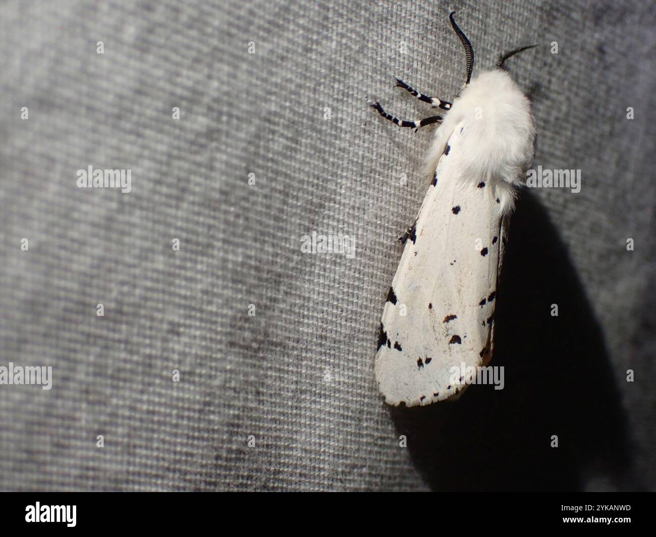 Salt Marsh Moth (Estigmene acrea Stock Photo - Alamy