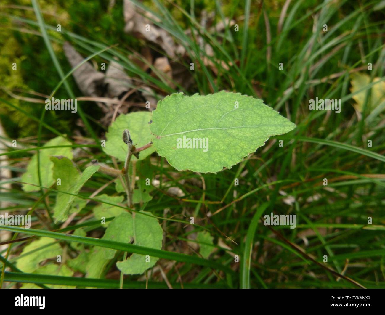 European aspen (Populus tremula Stock Photo - Alamy