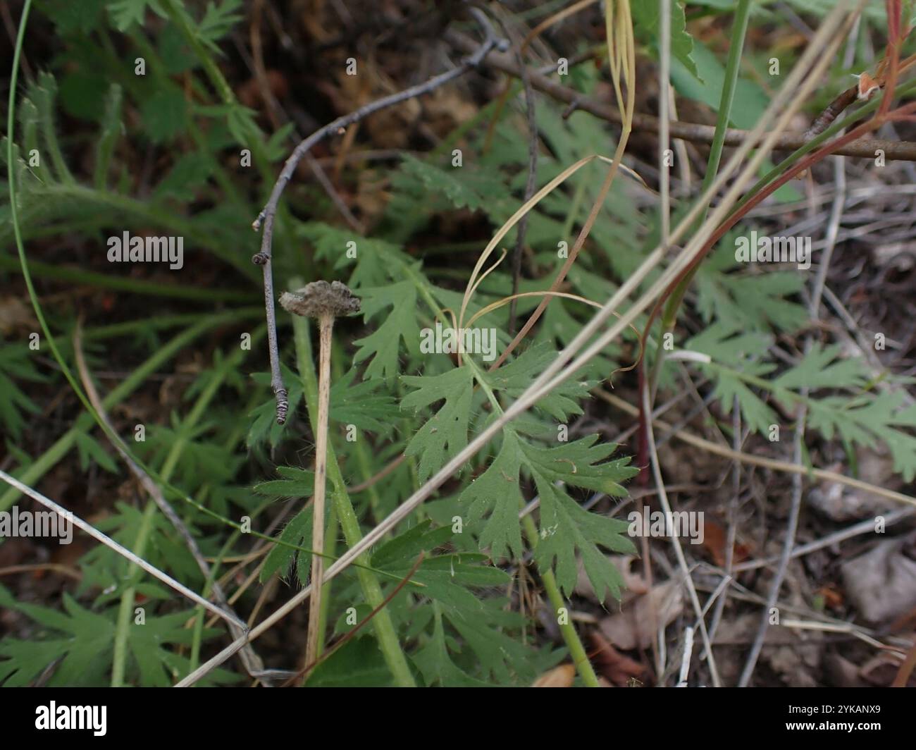 prairie smoke (Geum triflorum Stock Photo - Alamy