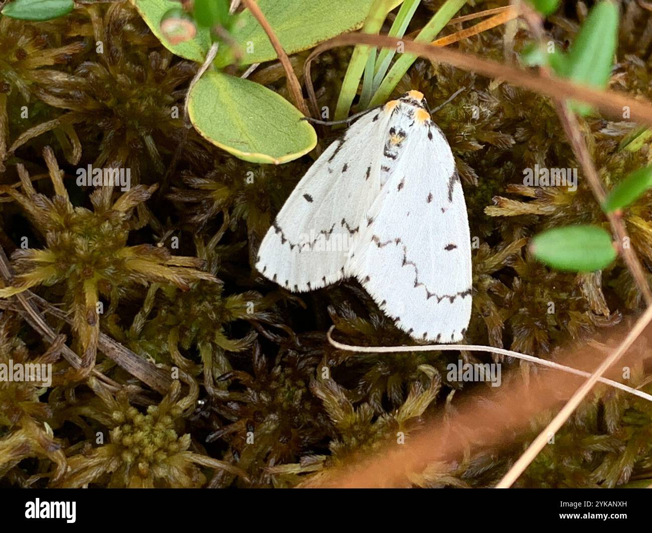 Catenaria hi-res stock photography and images - Alamy