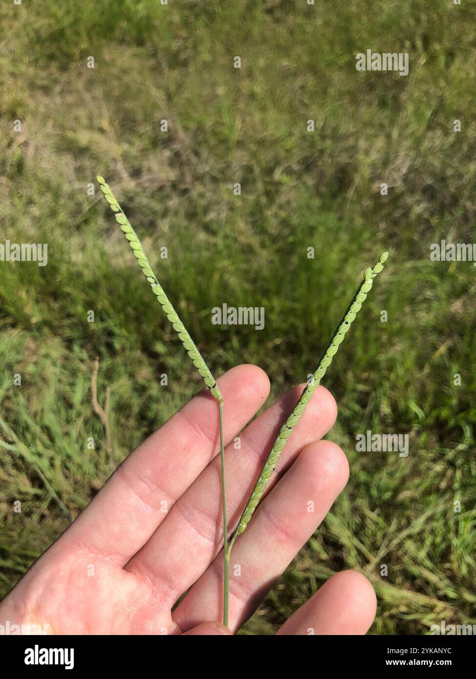 Florida paspalum (Paspalum floridanum Stock Photo - Alamy