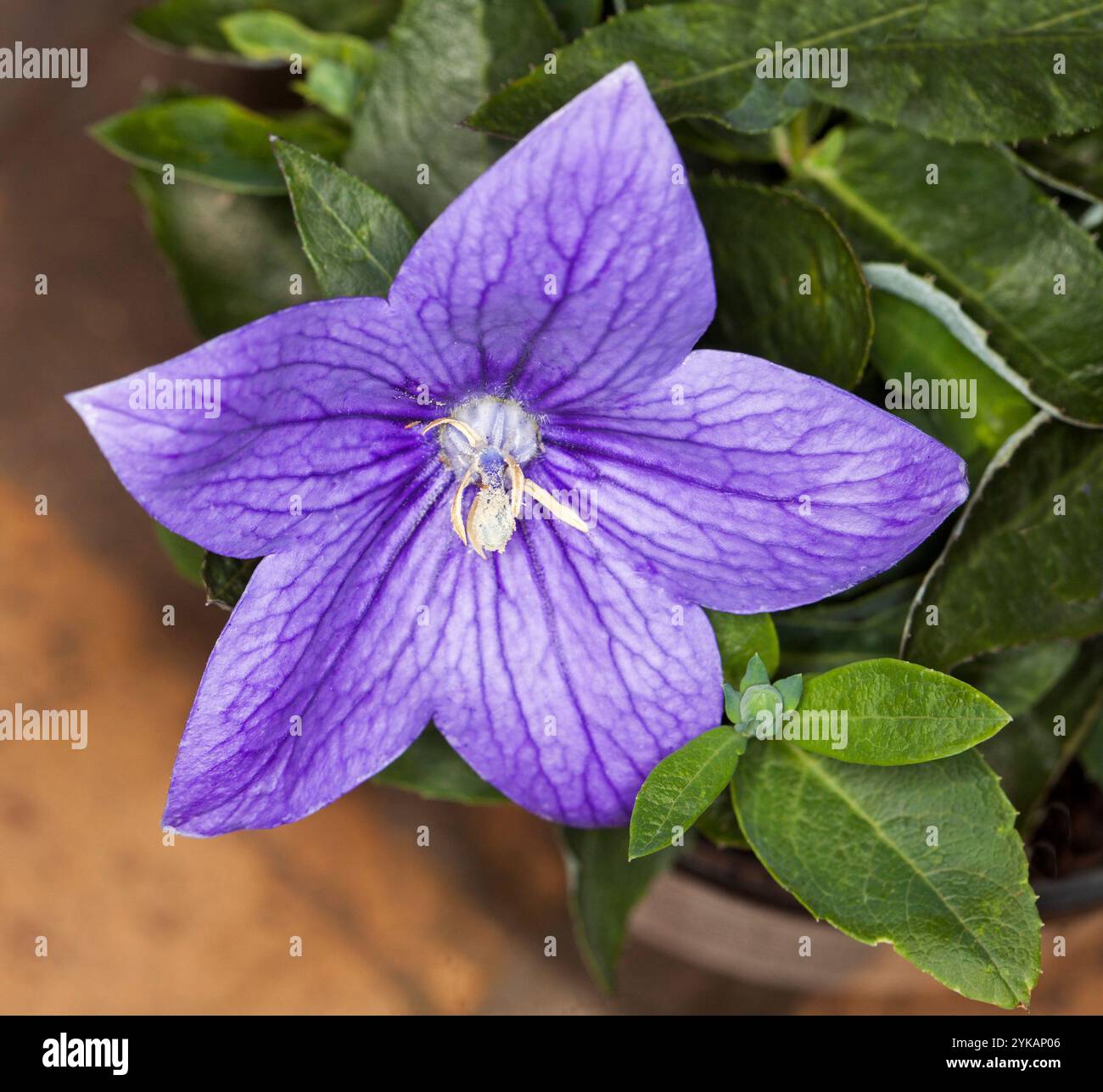 Platycodon sentimental blue hi-res stock photography and images - Alamy