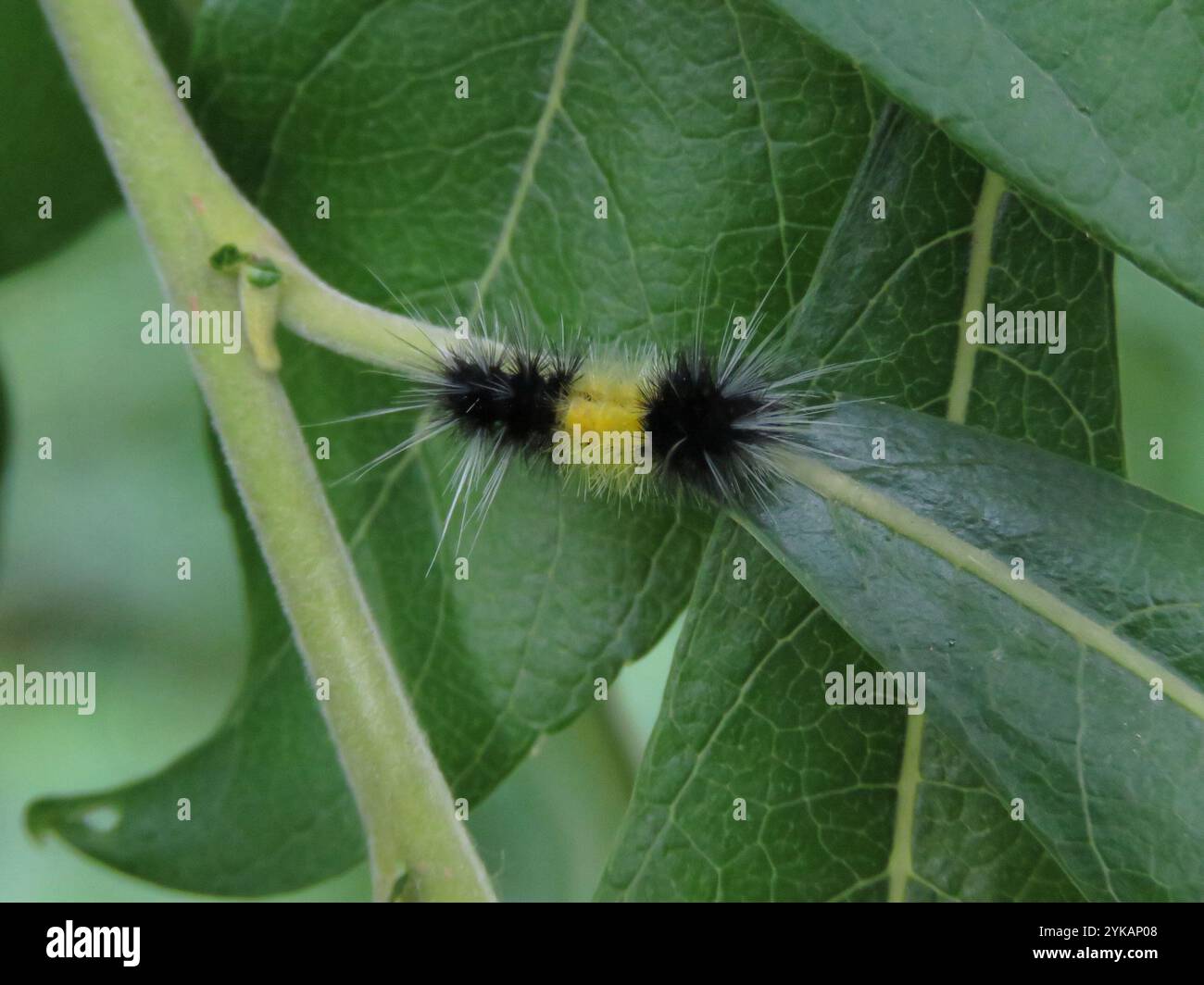 Spotted Tussock Moth (Lophocampa maculata Stock Photo - Alamy
