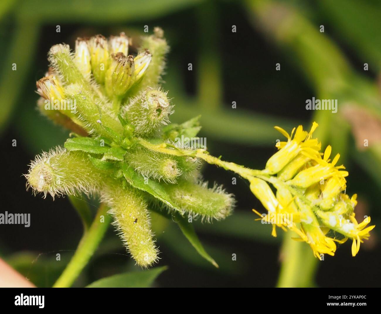 Downy Flower Gall Midge (Rhopalomyia anthophila Stock Photo - Alamy
