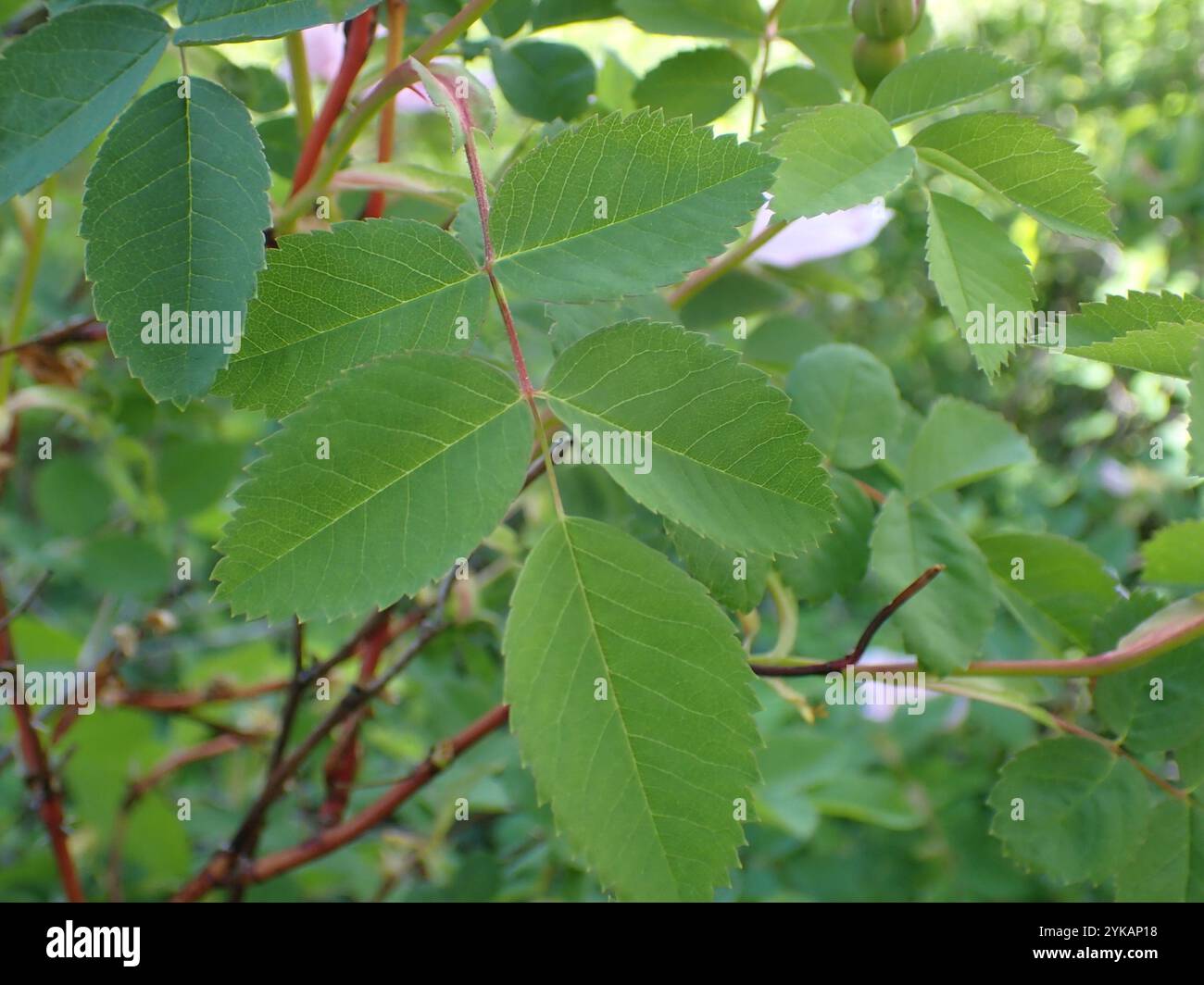 Prickly Wild Rose (Rosa acicularis Stock Photo - Alamy