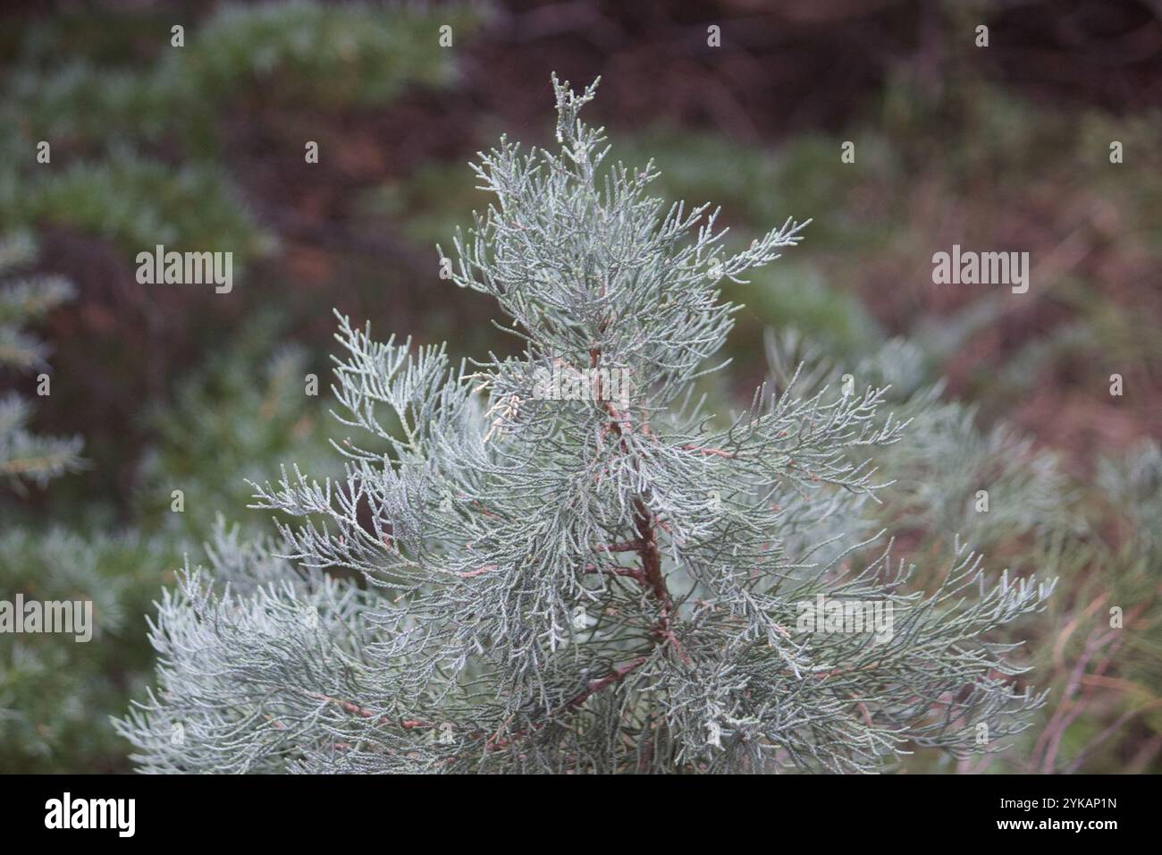 Juniperus grandis hi-res stock photography and images - Alamy