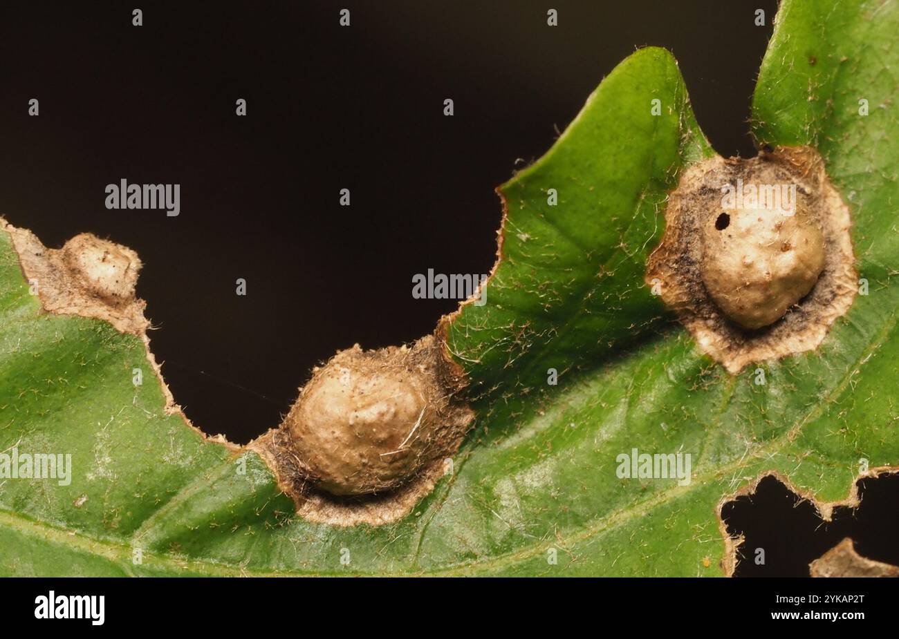 Oak Wart Gall Wasp (Callirhytis quercusfutilis Stock Photo - Alamy