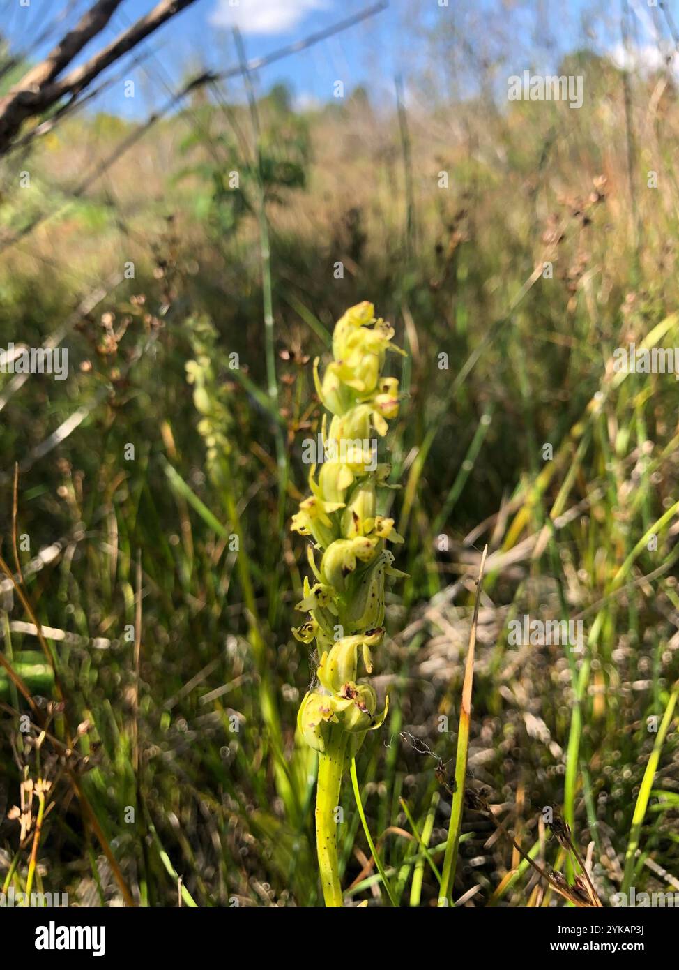 north wind bog orchid (Platanthera aquilonis Stock Photo - Alamy