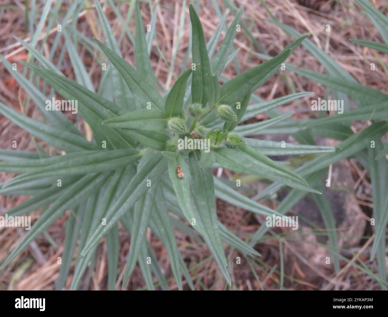 western stoneseed (Lithospermum ruderale Stock Photo - Alamy