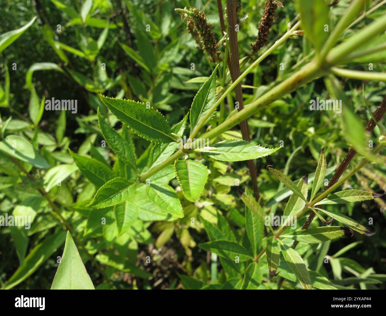 Culver's root (Veronicastrum virginicum Stock Photo - Alamy