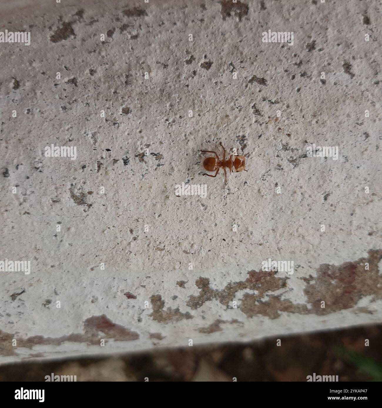 Cephalotes clypeatus hi-res stock photography and images - Alamy