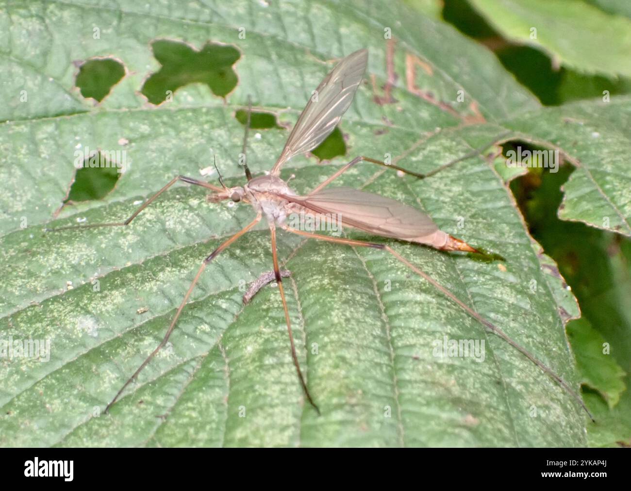 European Crane Fly (Tipula paludosa Stock Photo - Alamy