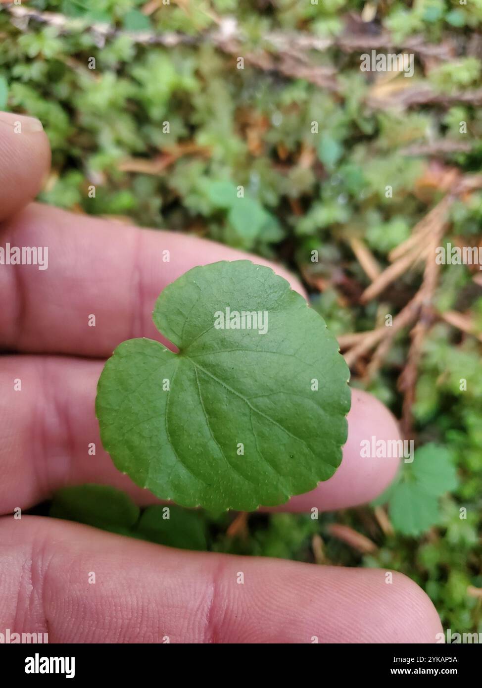 western roundleaf violet (Viola orbiculata Stock Photo - Alamy