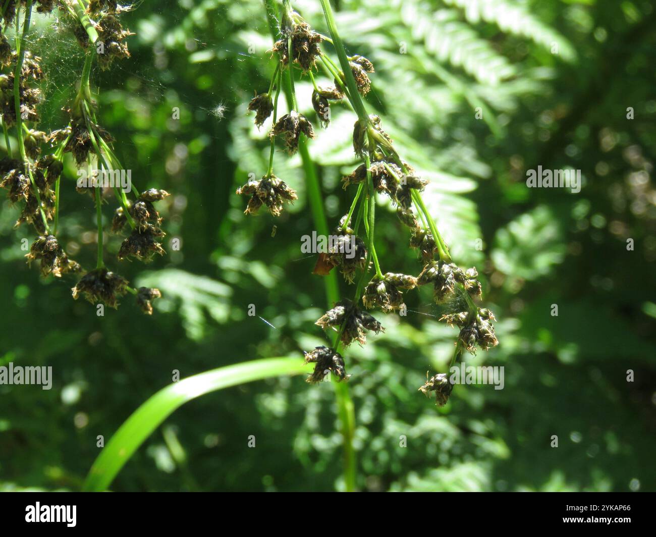 Panicled Bulrush (Scirpus microcarpus Stock Photo - Alamy