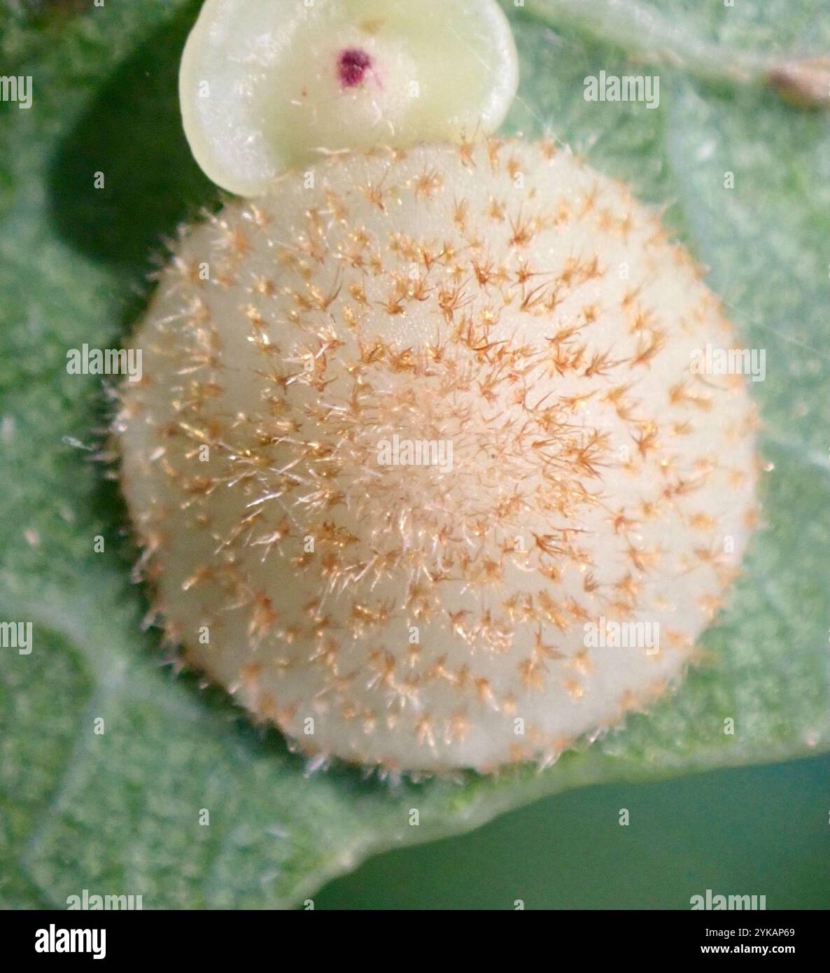 Common Spangle Gall Wasp (Neuroterus quercusbaccarum Stock Photo - Alamy