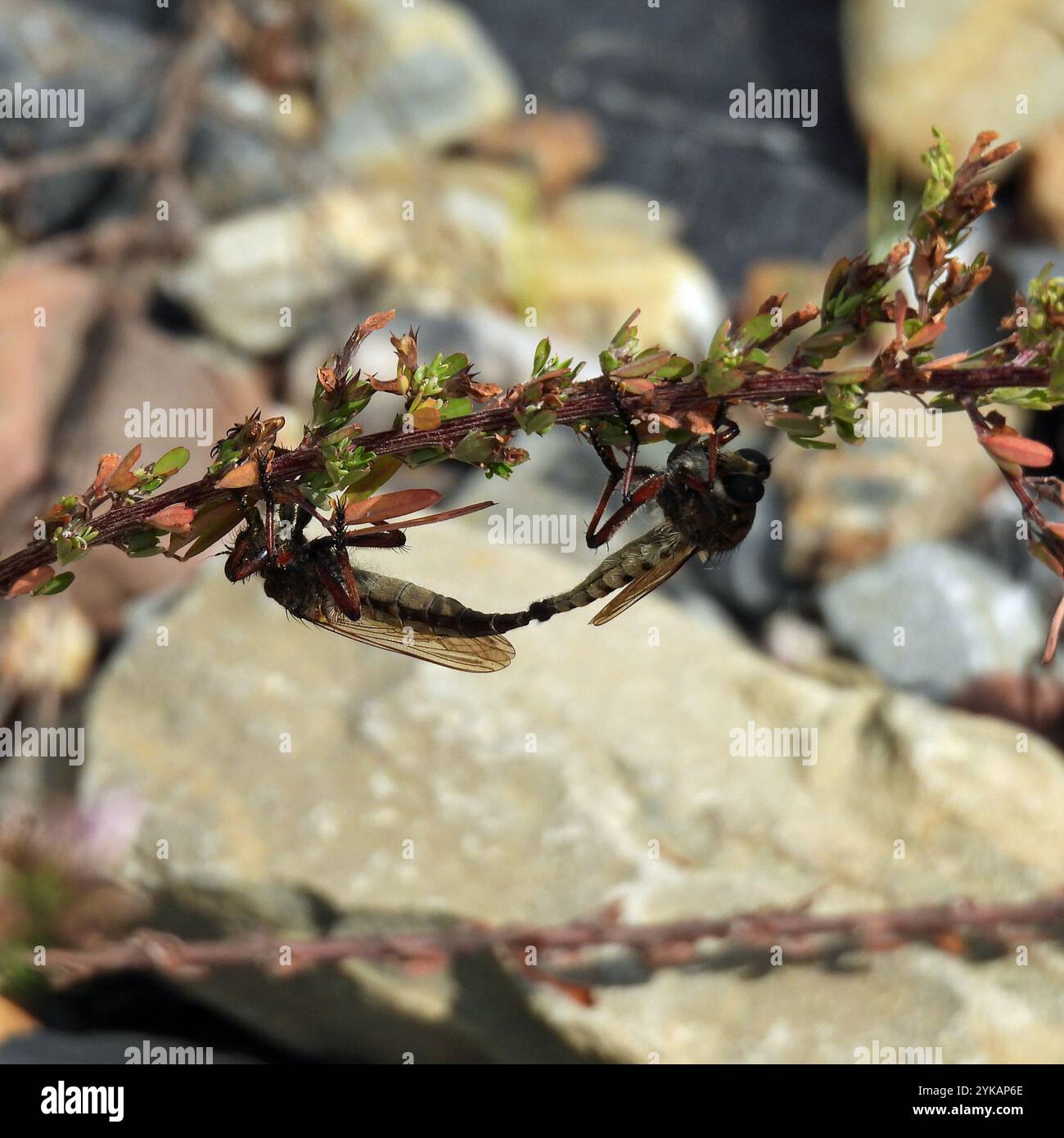 Maroon-legged Lion Fly (Promachus hinei Stock Photo - Alamy