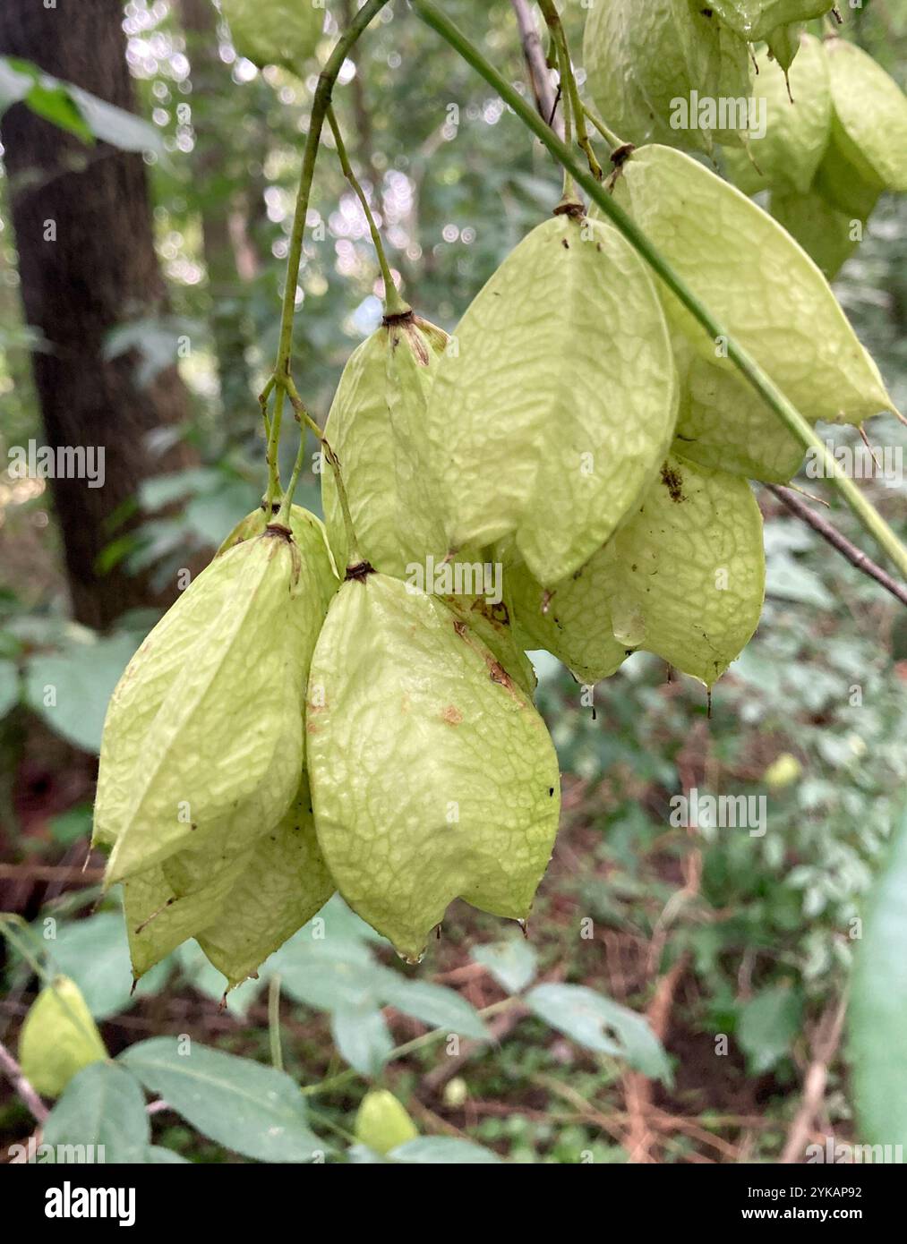 American bladdernut (Staphylea trifolia Stock Photo - Alamy