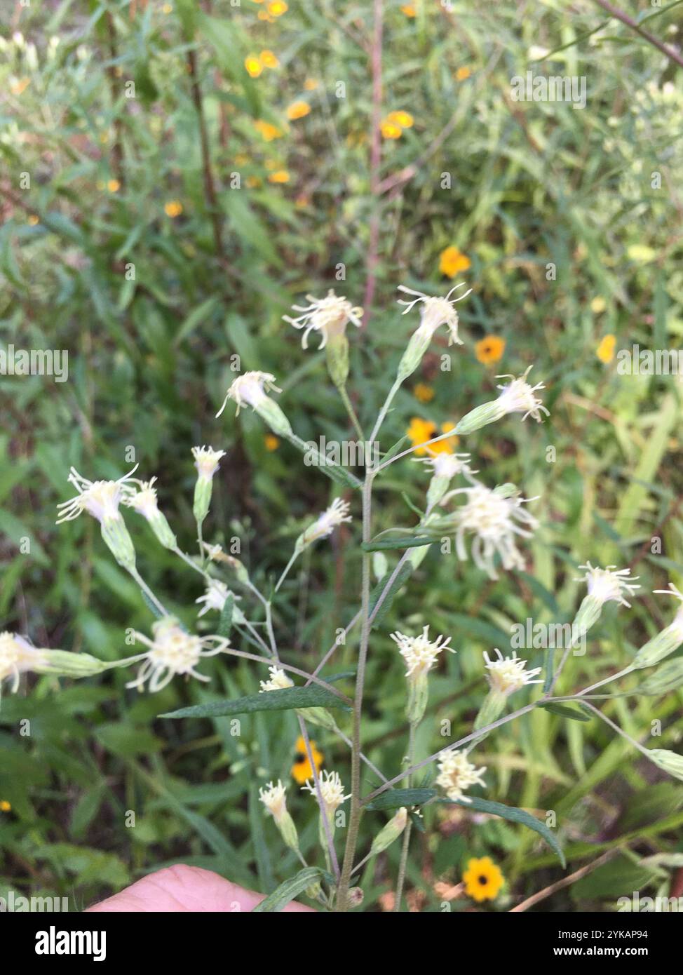 False Boneset (Brickellia eupatorioides Stock Photo - Alamy