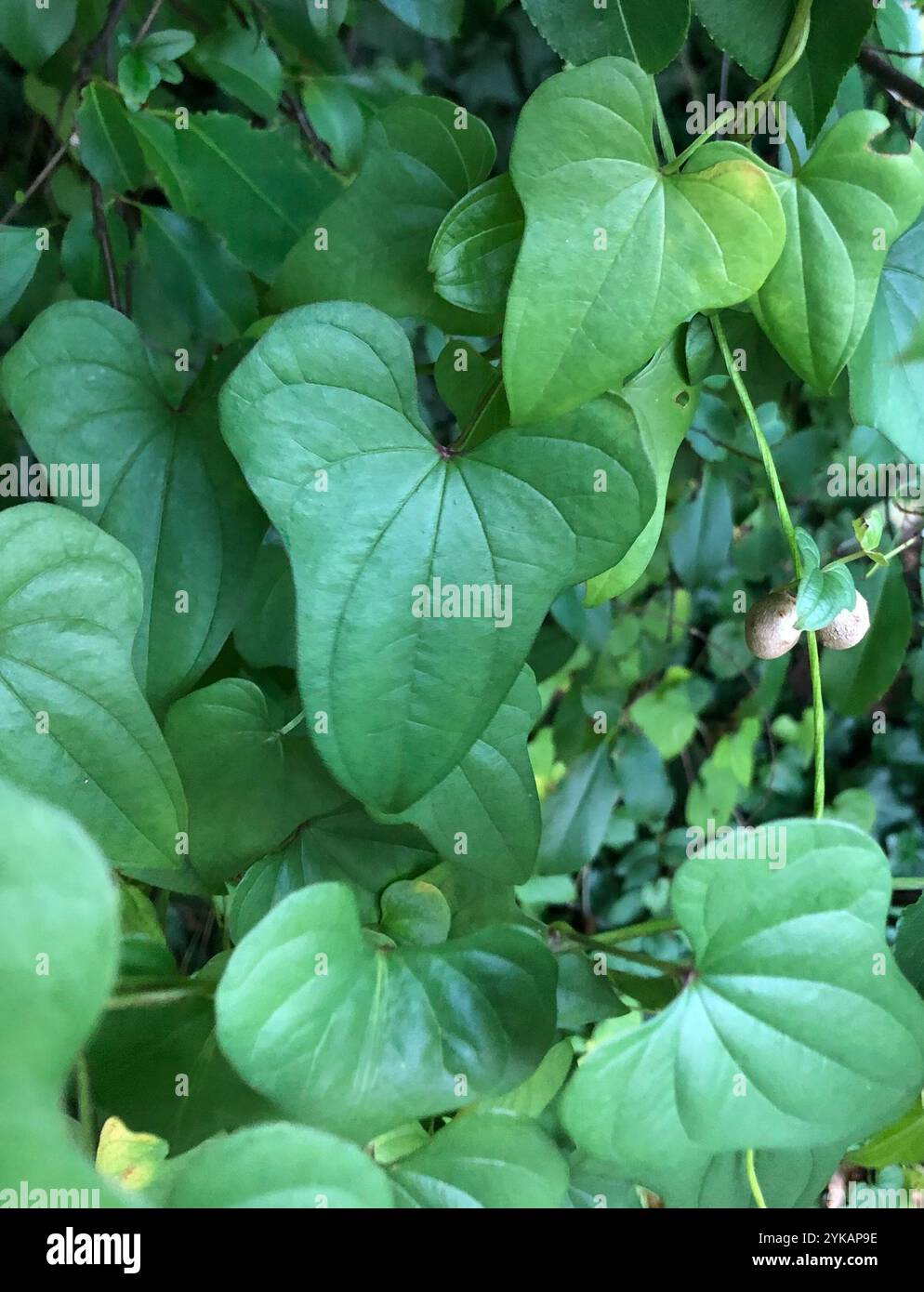 Chinese yam (Dioscorea polystachya Stock Photo - Alamy